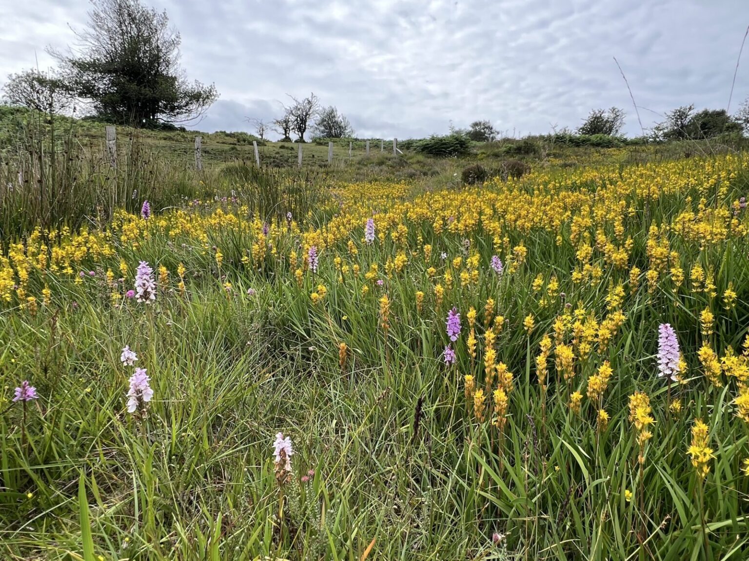 Chairman's letter - Friends of the Quantocks