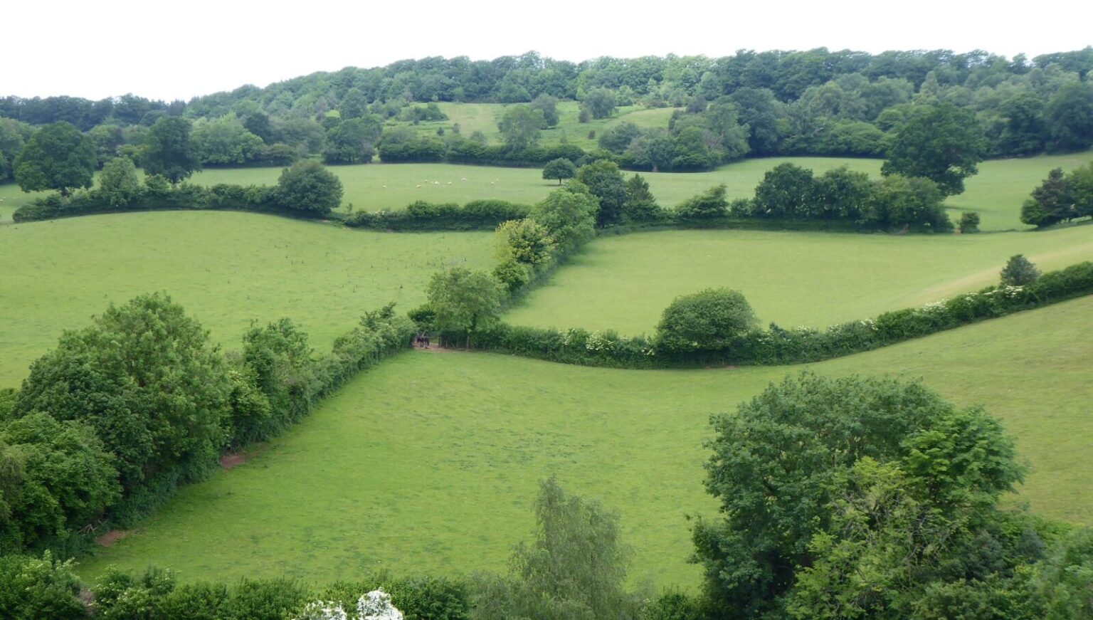 Hedgerows: The Final word? - Friends of the Quantocks